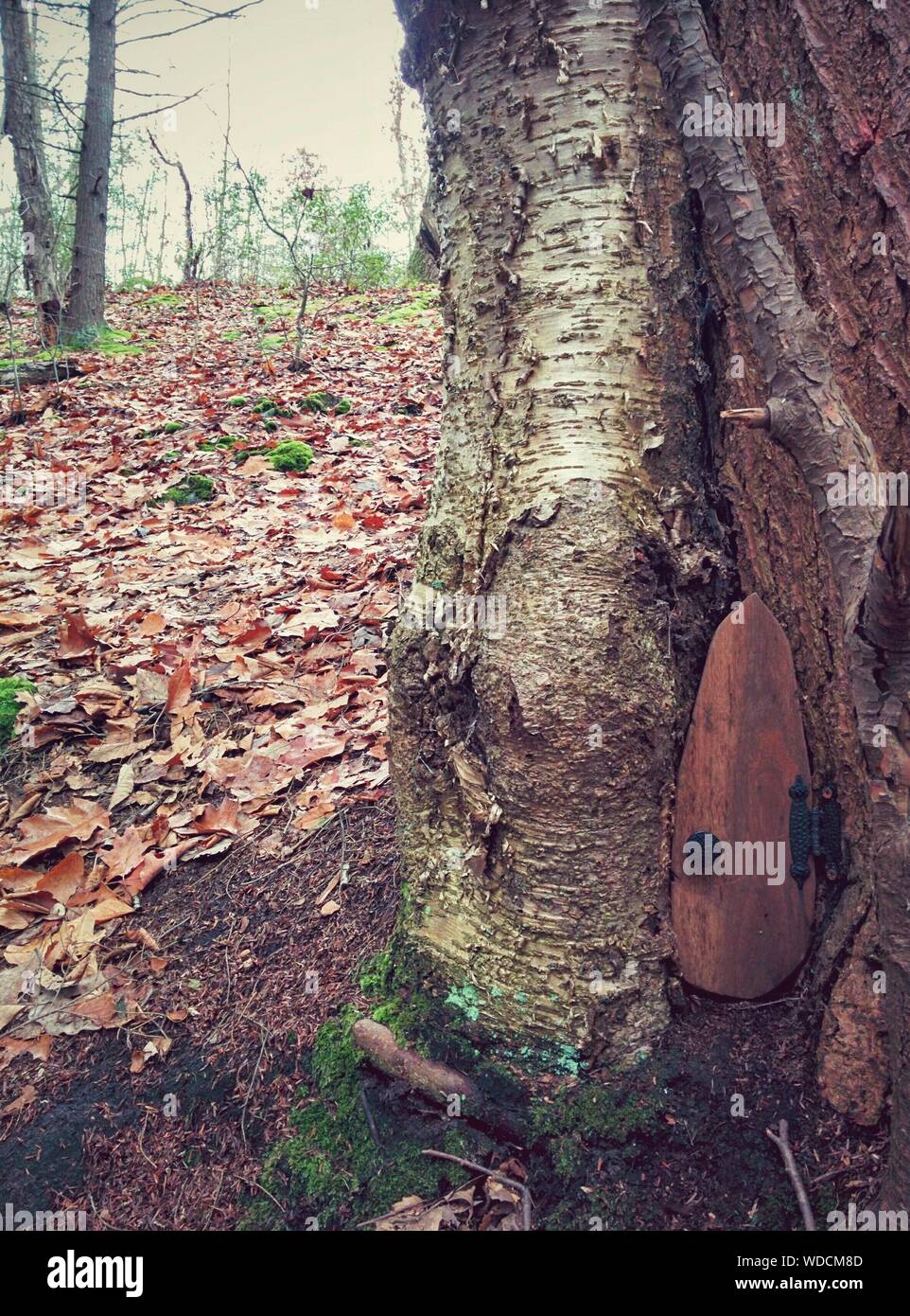 Close up tree truck hi-res stock photography and images - Alamy