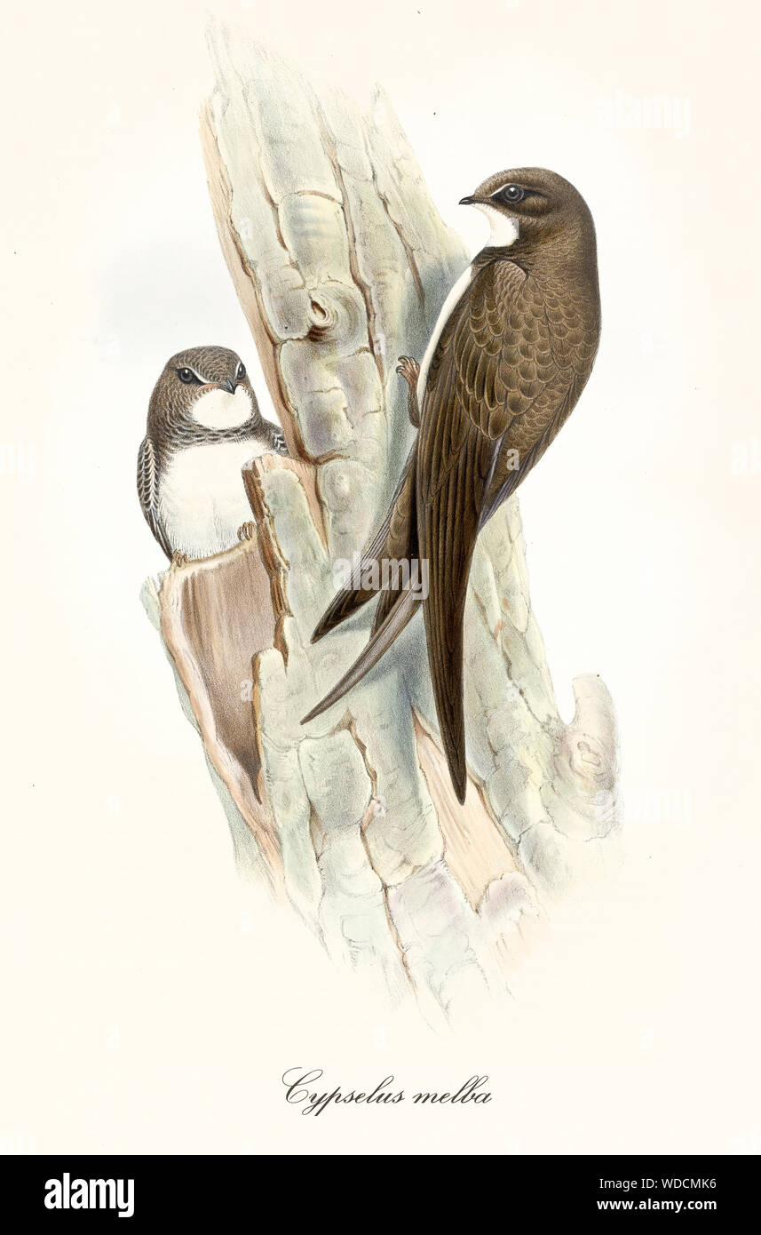 Swift bird illustration hi-res stock photography and images - Alamy