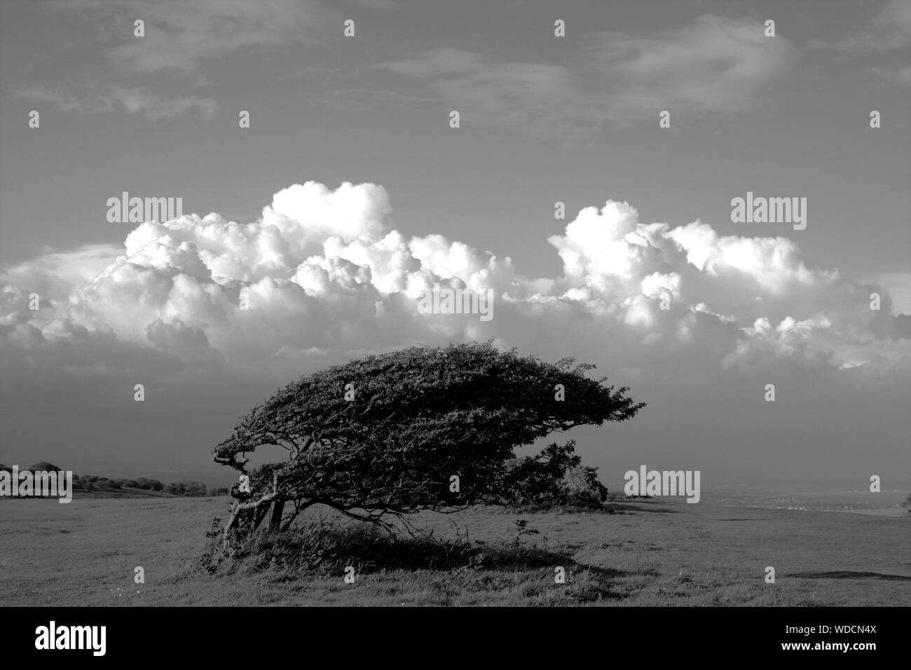 Crooked Tree High Resolution Stock Photography and Images - Alamy