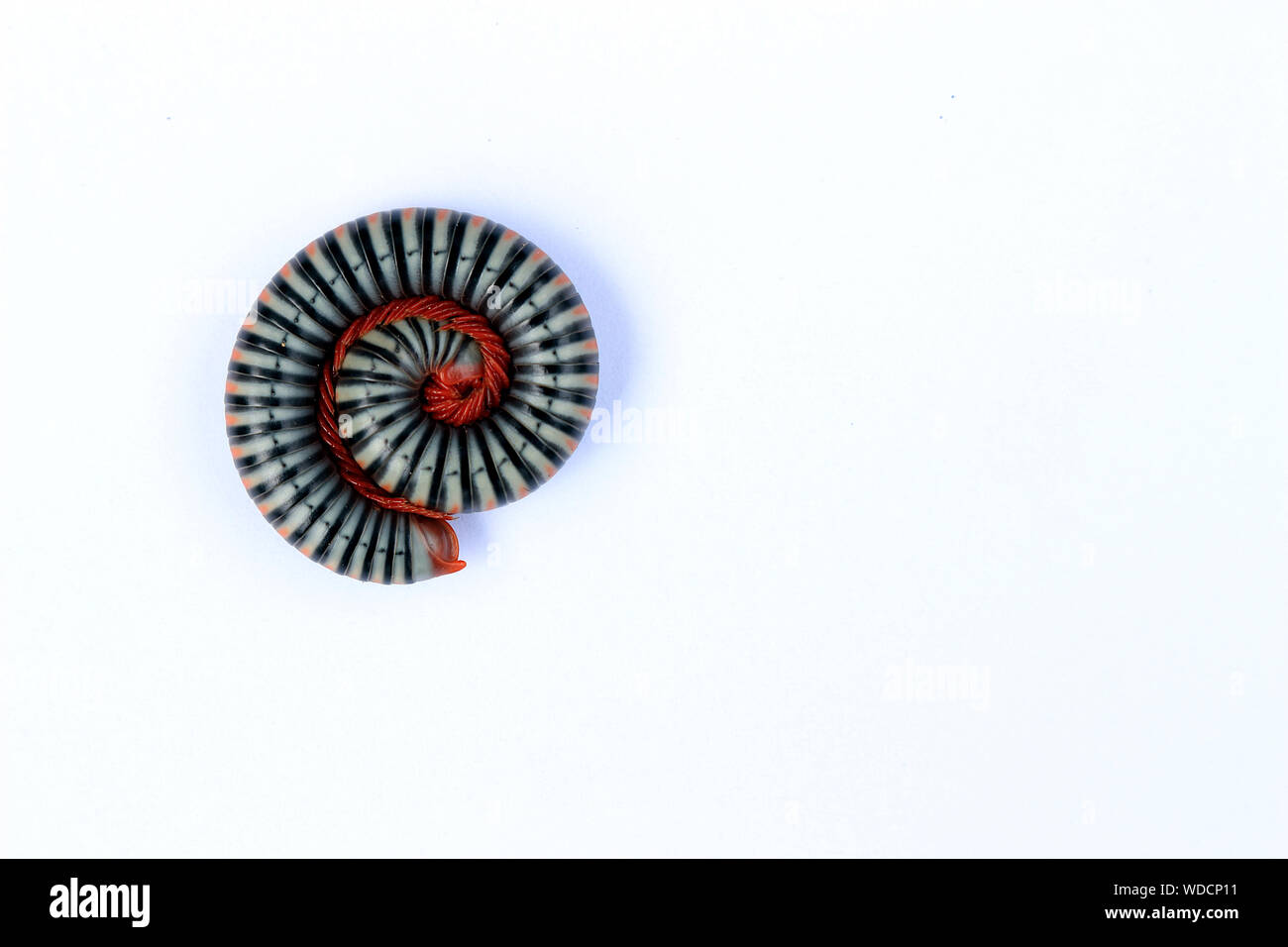 A brightly colored millipede curled up into a perfect circle against a ...
