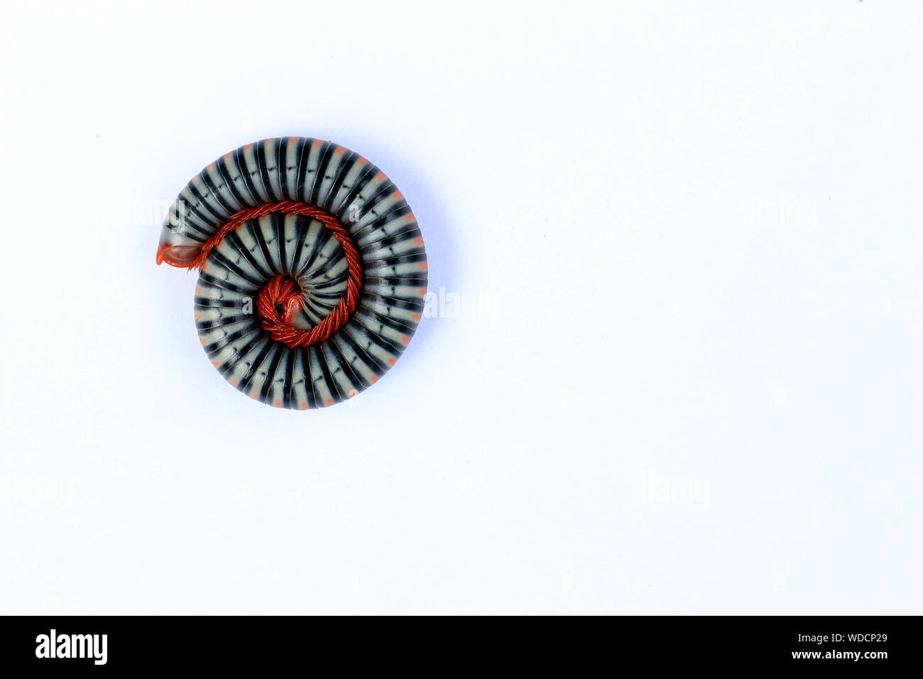 A brightly colored millipede curled up into a perfect circle against a ...