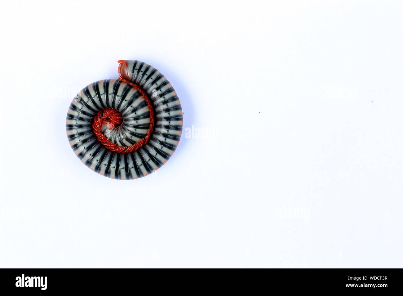 A brightly colored millipede curled up into a perfect circle against a ...