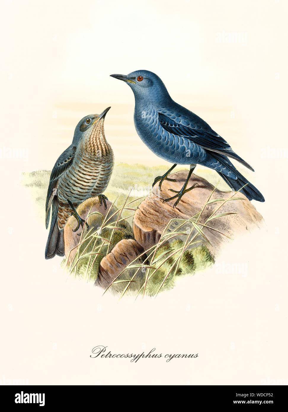 Thrush bird drawing hi-res stock photography and images - Alamy