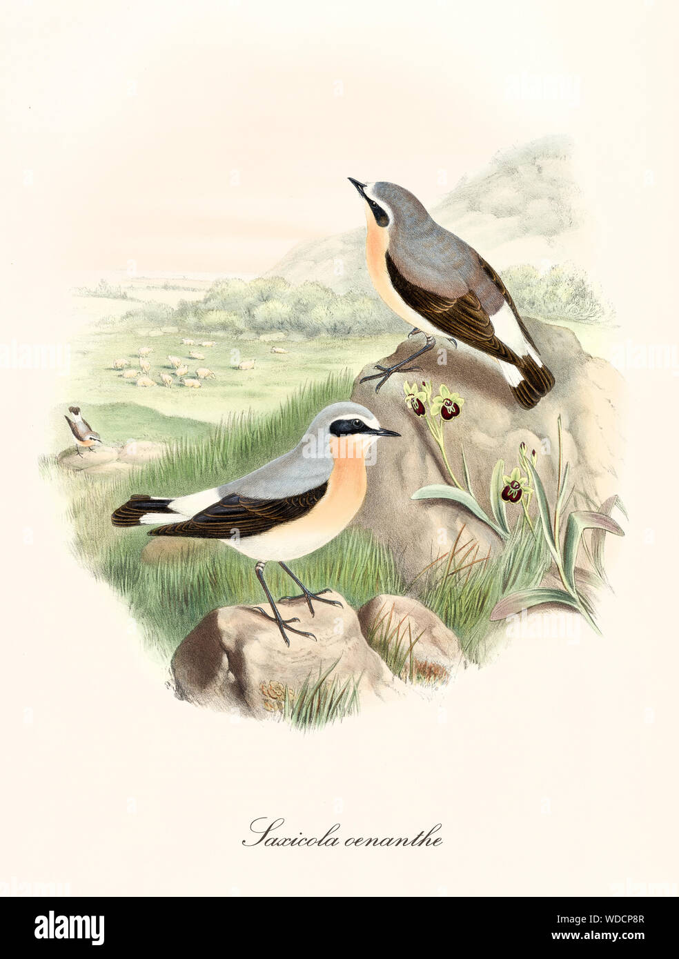 Rock drawing birds hi-res stock photography and images - Alamy