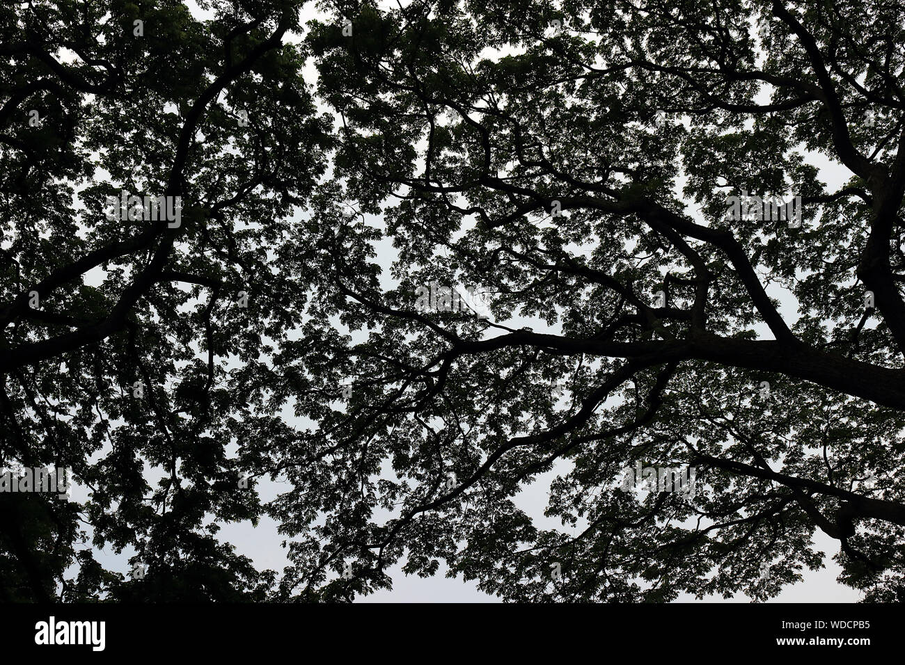 Looking up at the massive tree, its canopy appeared to cover the ...