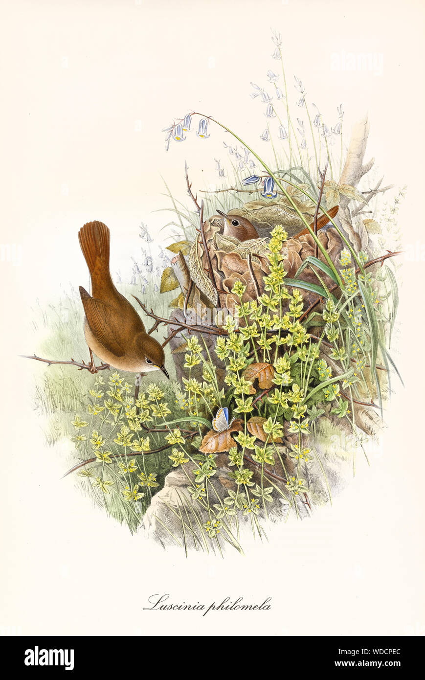 Couple of brown little birds in the vegetation, one of them is in its ...