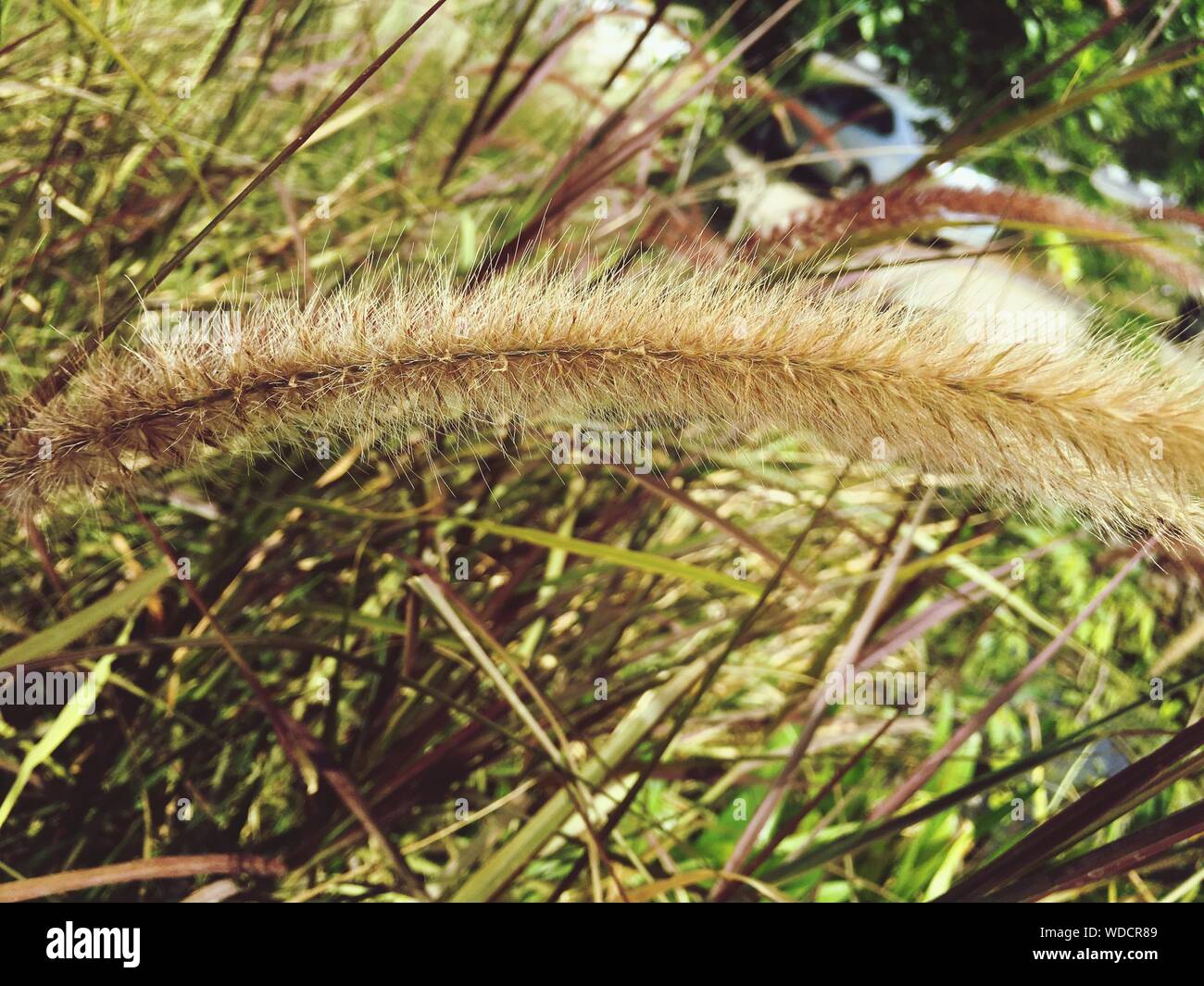 Spiky Grass High Resolution Stock Photography and Images - Alamy