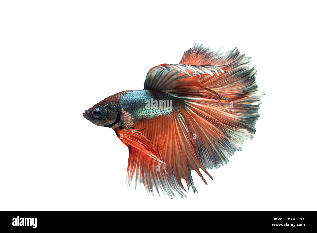 Swimming fish tail Cut Out Stock Images & Pictures - Alamy