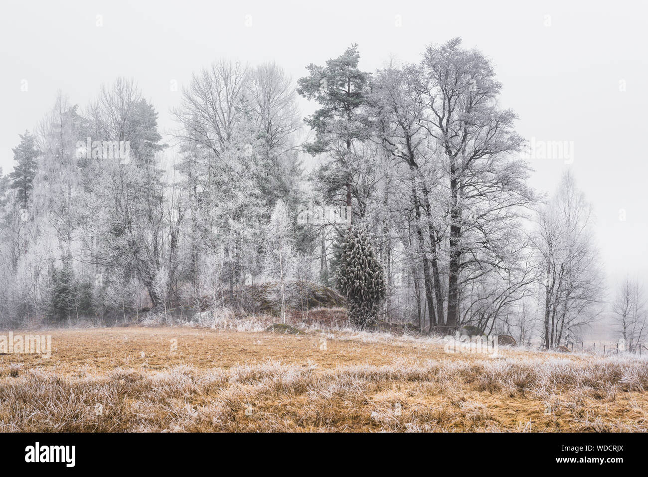 Frost trees grass hi-res stock photography and images - Alamy