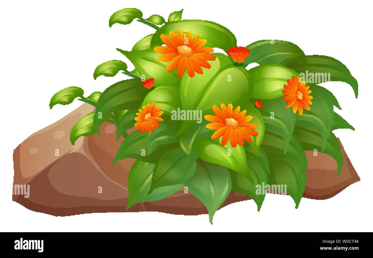 Flower bush on rocks on white background illustration Stock Vector ...
