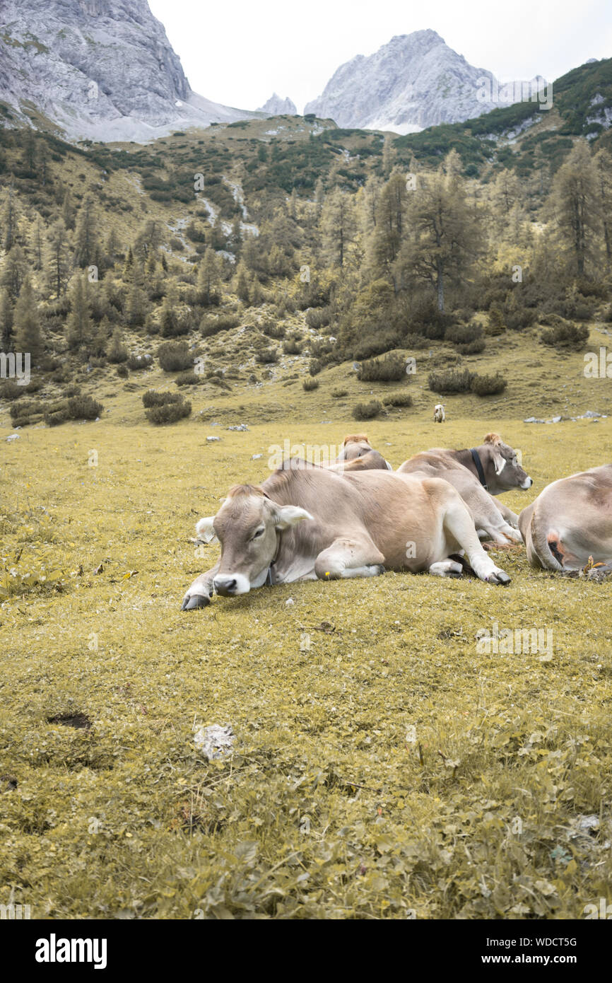 Cows sitting down hi-res stock photography and images - Alamy