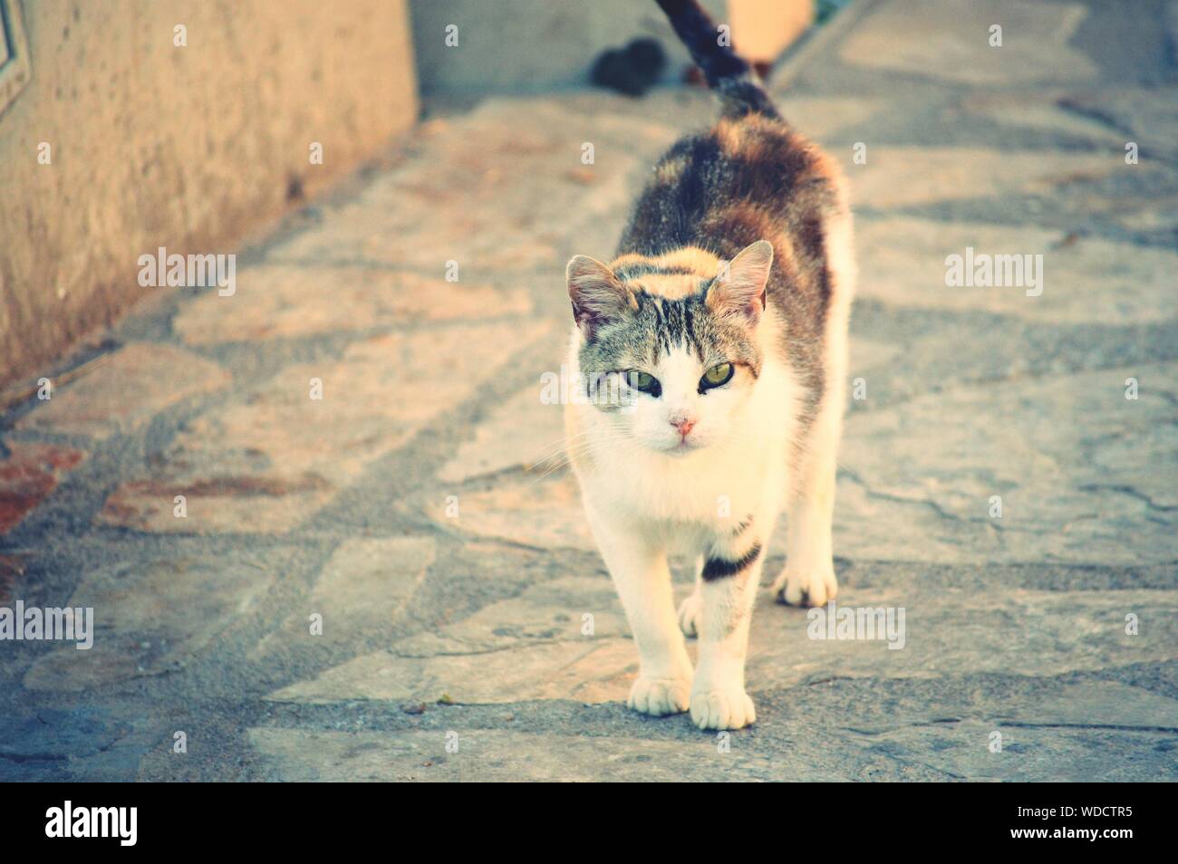 Cat standing backyard hi-res stock photography and images - Alamy