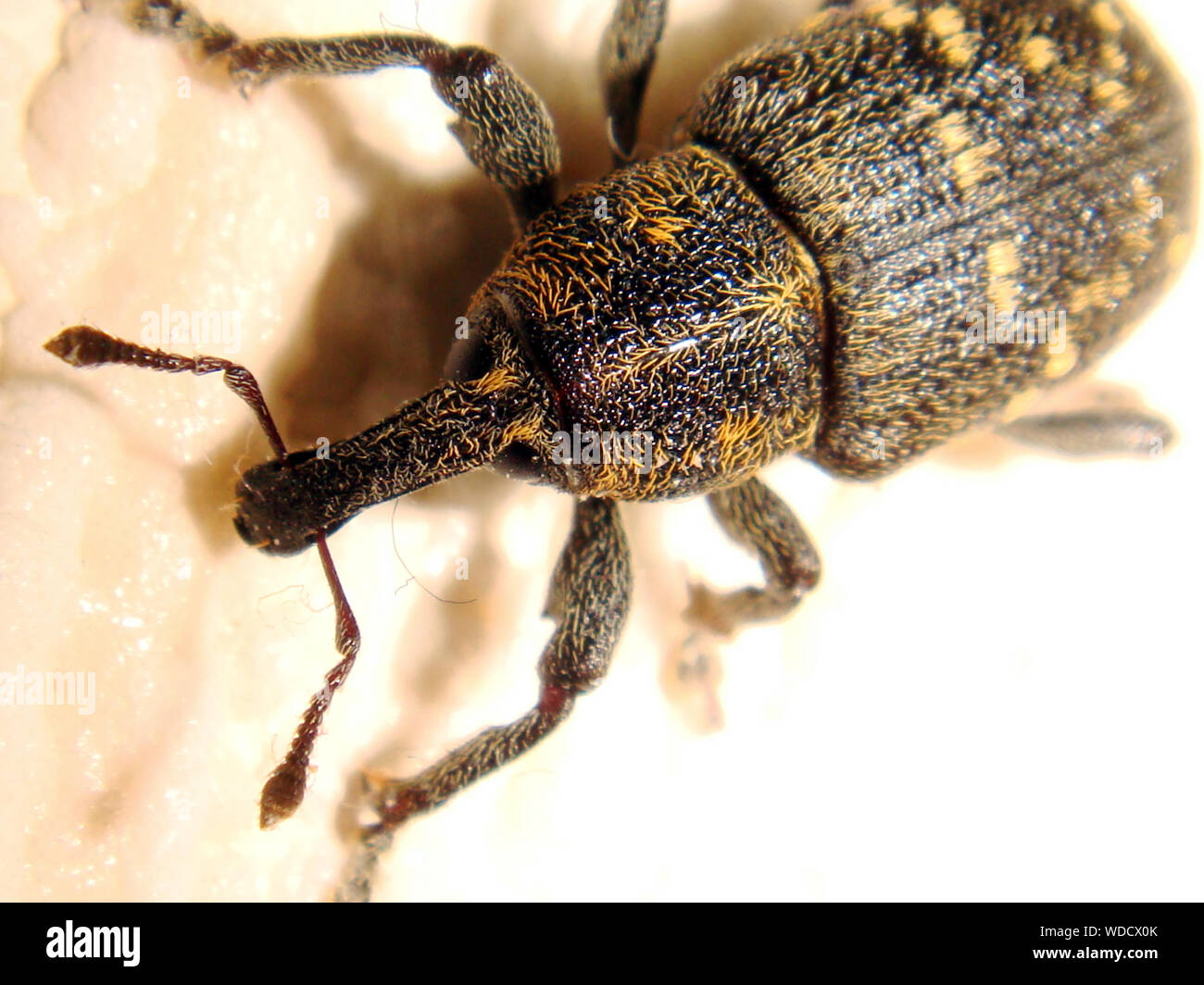 Focus on weevil hi-res stock photography and images - Alamy