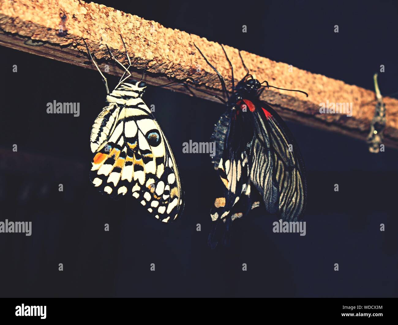 Upside down butterflies hi-res stock photography and images - Alamy
