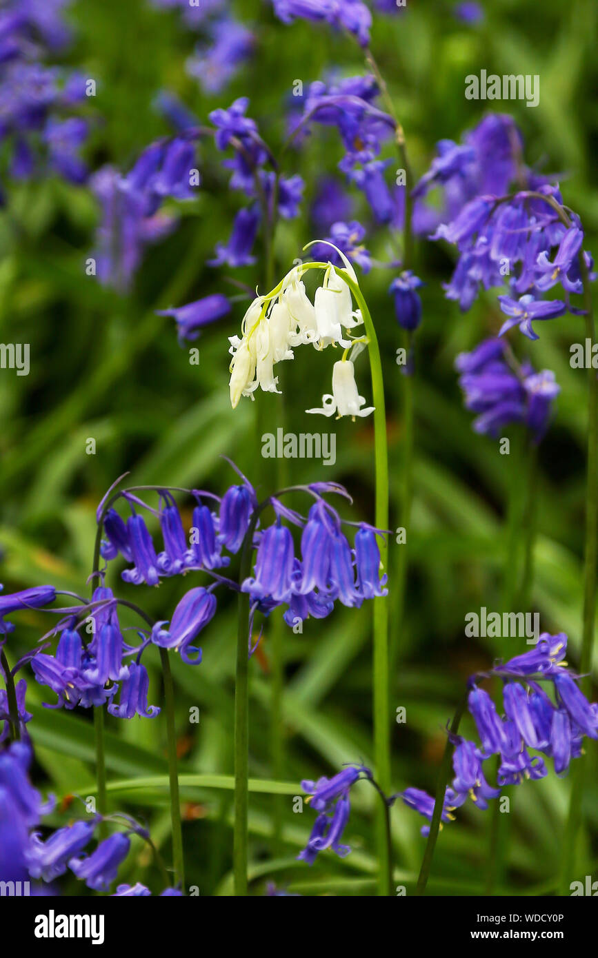 White bluebells hi-res stock photography and images - Alamy
