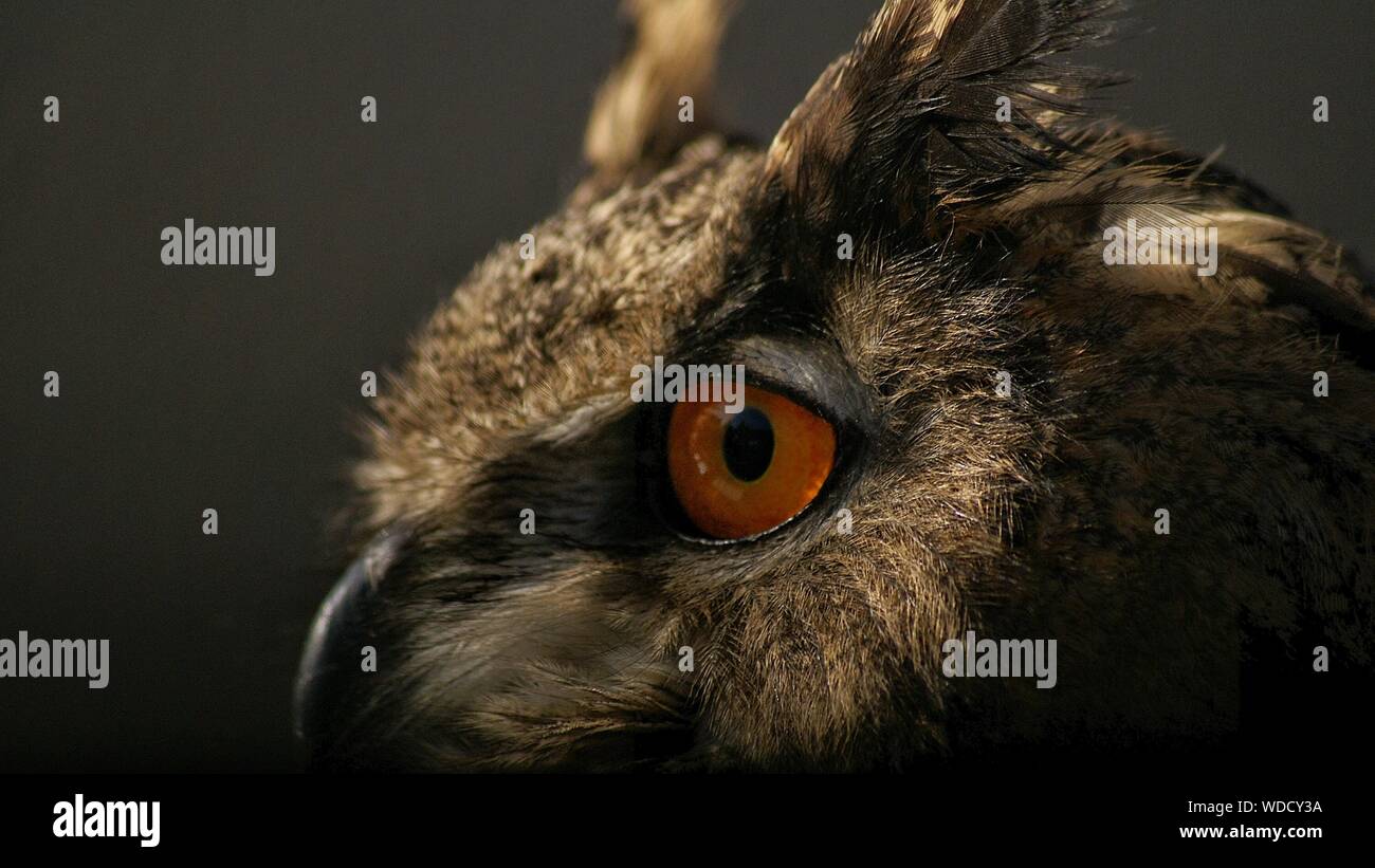 Side View Of An Owl High Resolution Stock Photography and Images - Alamy