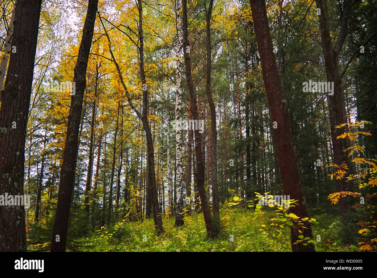 Sunset at the edge of the forest Stock Photo - Alamy