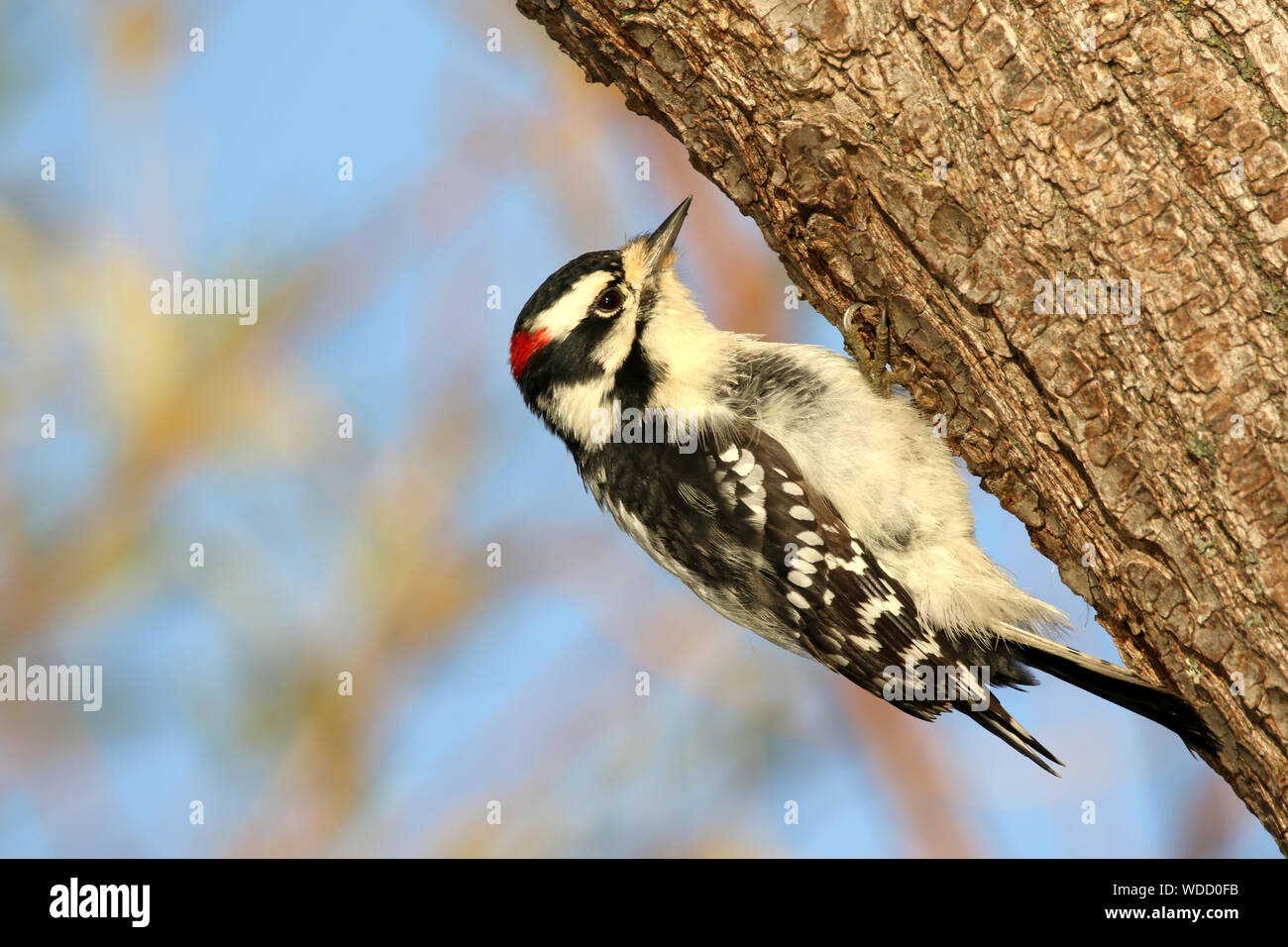 Side view of woodpecker in tree hi-res stock photography and images - Alamy