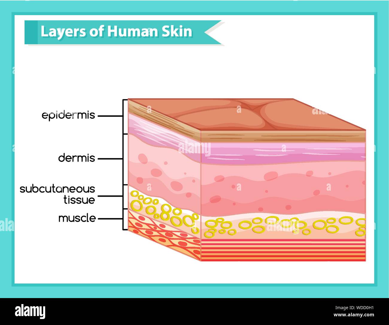 Scientific medical illustration of human skin layers illustration Stock ...