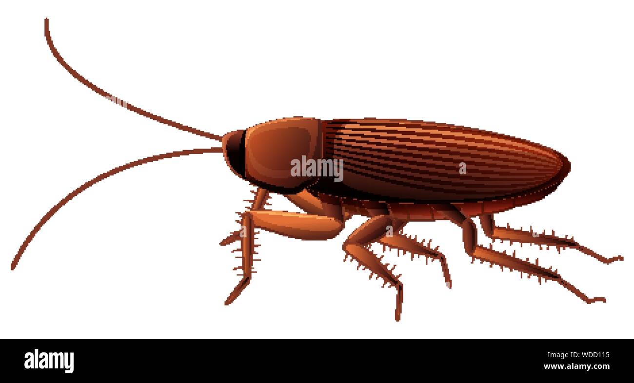 Cockroach on white background illustration Stock Vector Image & Art - Alamy