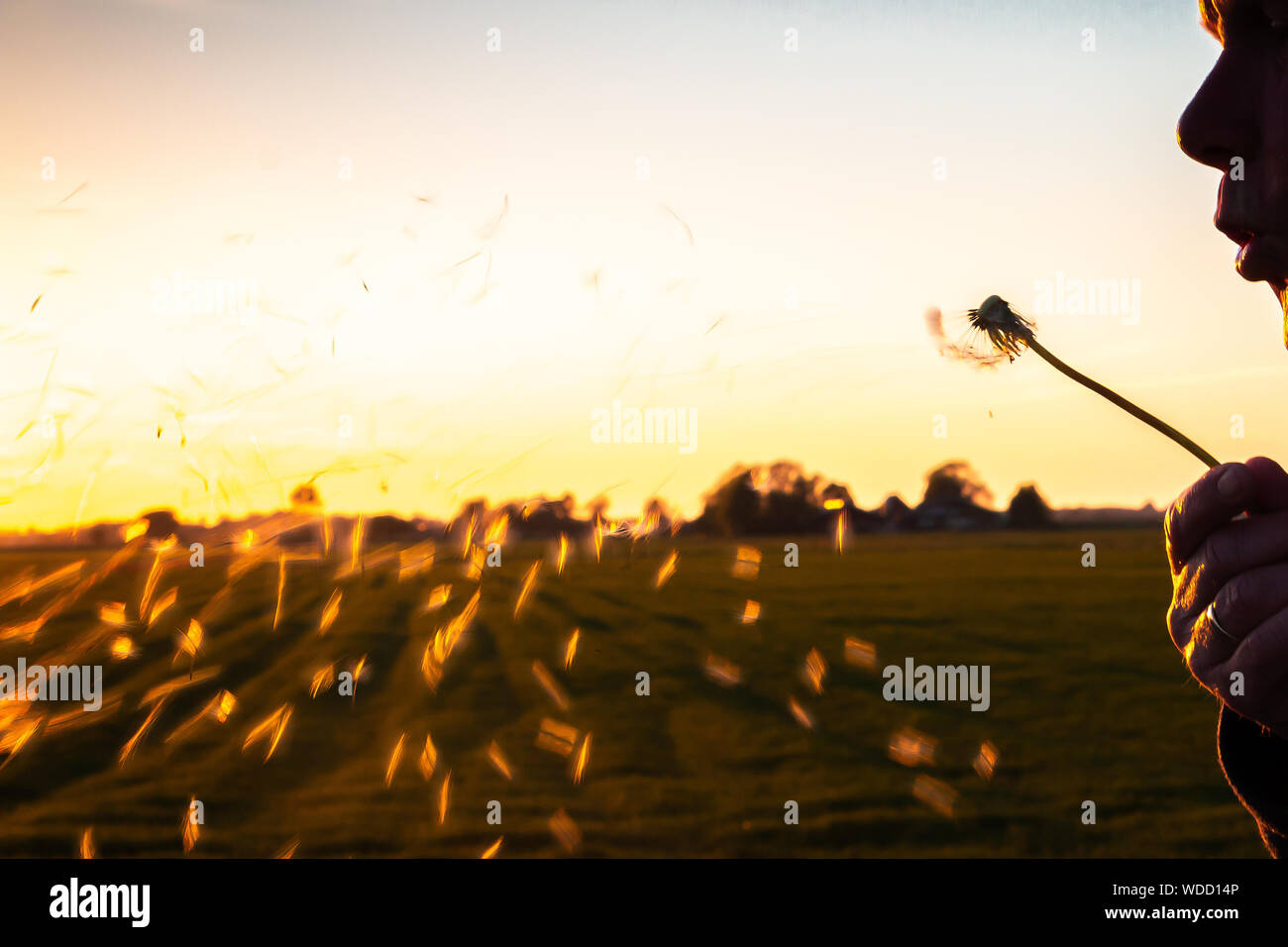 The dandelion fluff flies away on a blowing breath, like a life flies ...