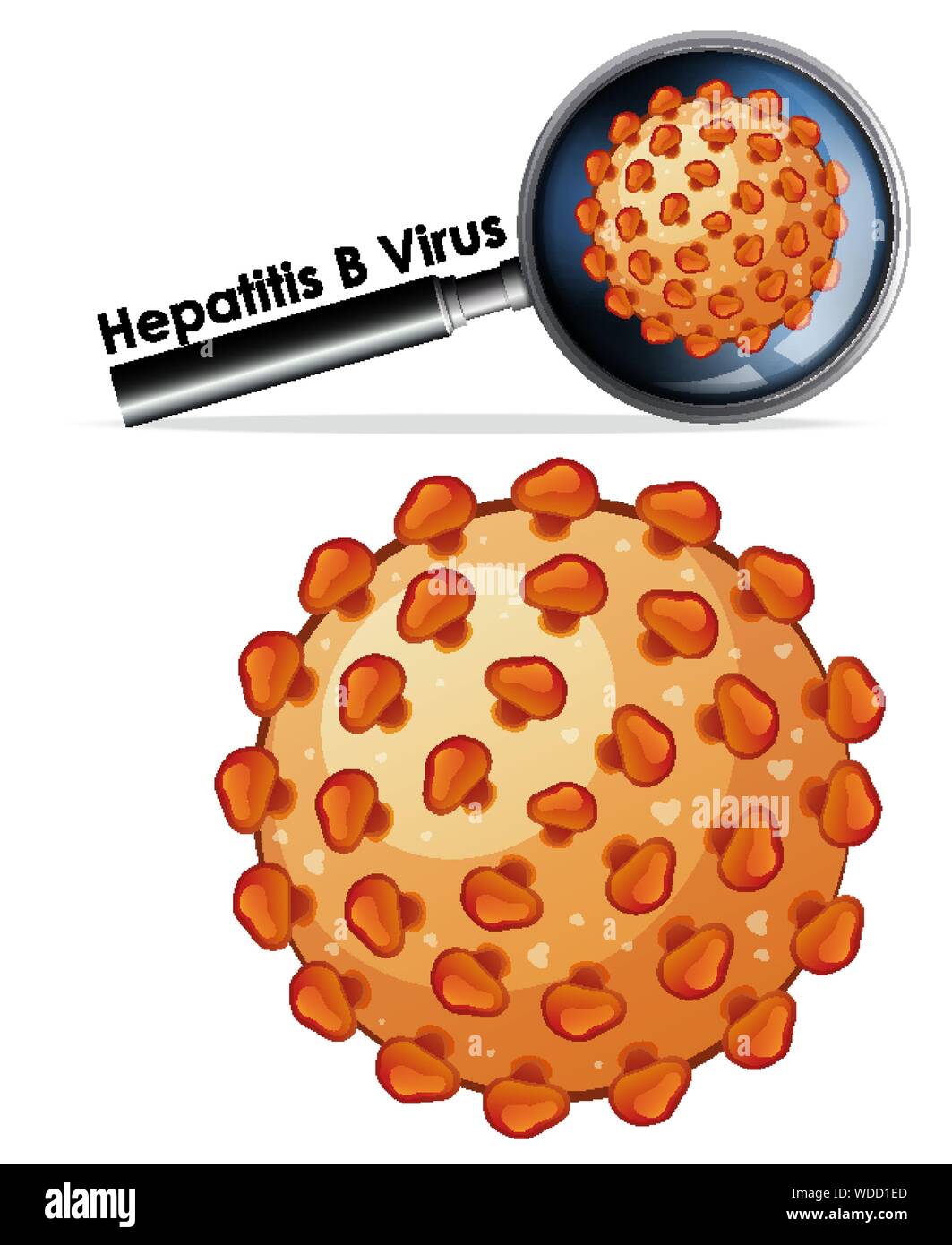 Close up isolated object of virus Hepatitis B illustration Stock Vector ...