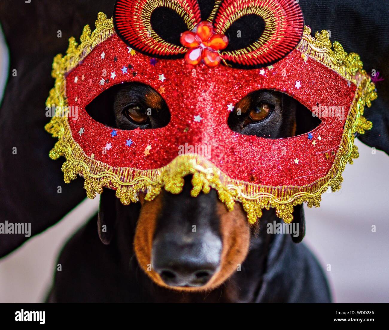Dog in mask hi-res stock photography and images - Alamy