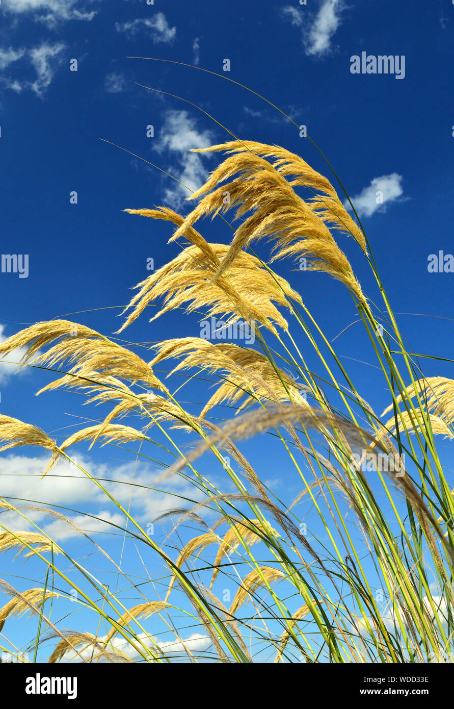 Tall reed plants hi-res stock photography and images - Alamy