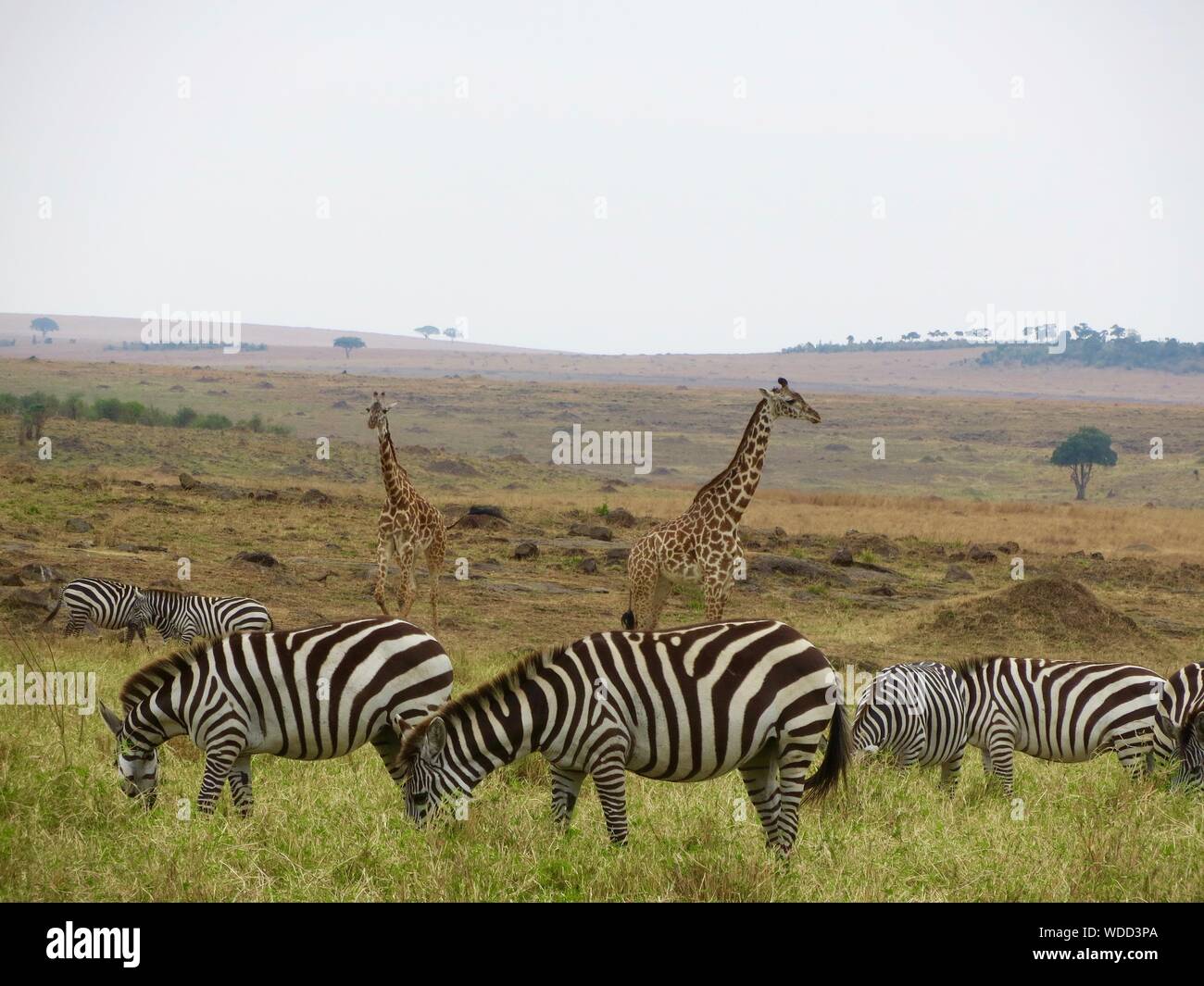 Kenyan Sky High Resolution Stock Photography and Images - Alamy