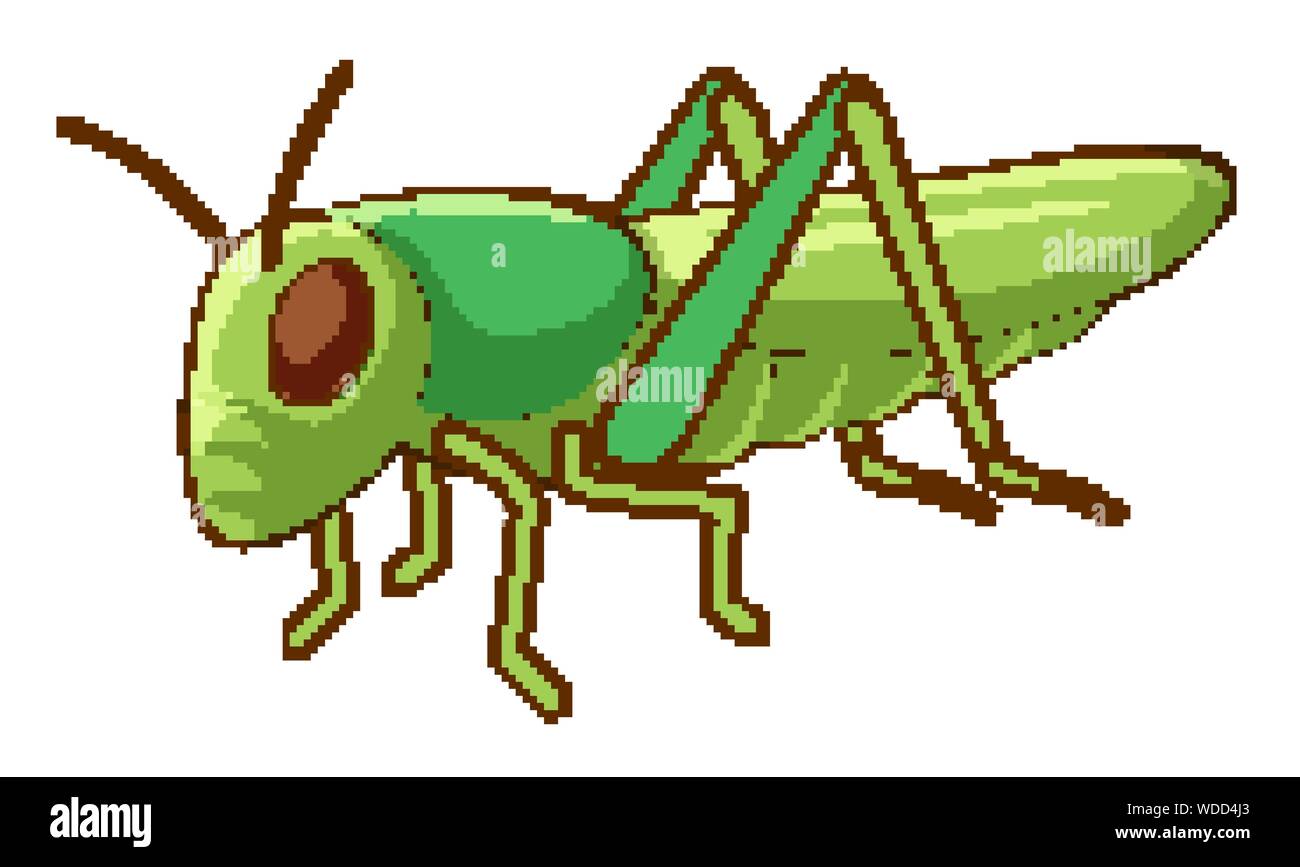 Green cricket on white background illustration Stock Vector Image & Art ...