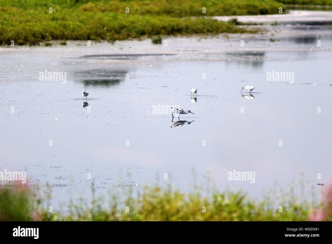 Four wading birds hi-res stock photography and images - Alamy