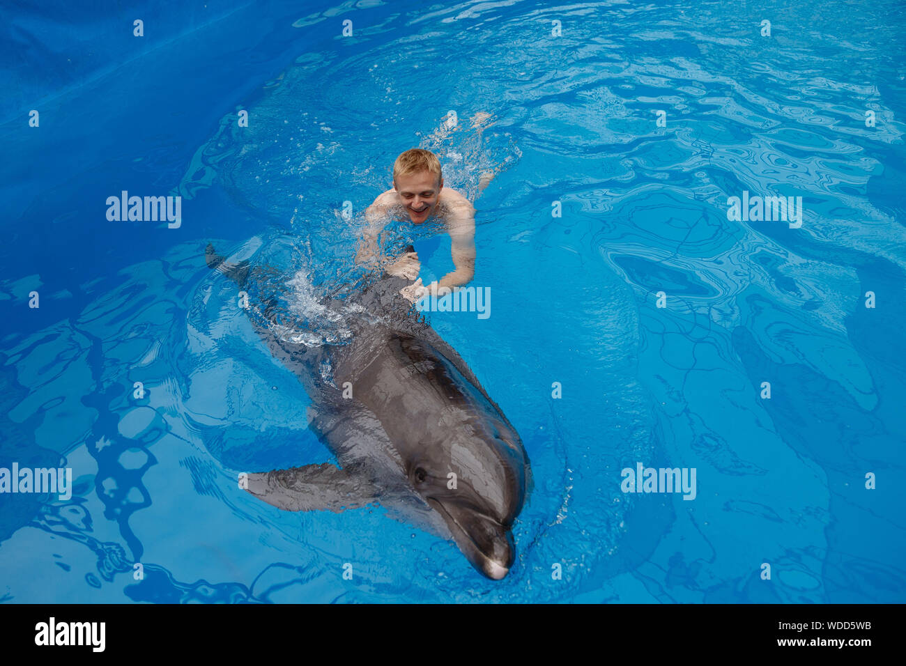 happy man swim with dolphin in dolphinarium Stock Photo - Alamy