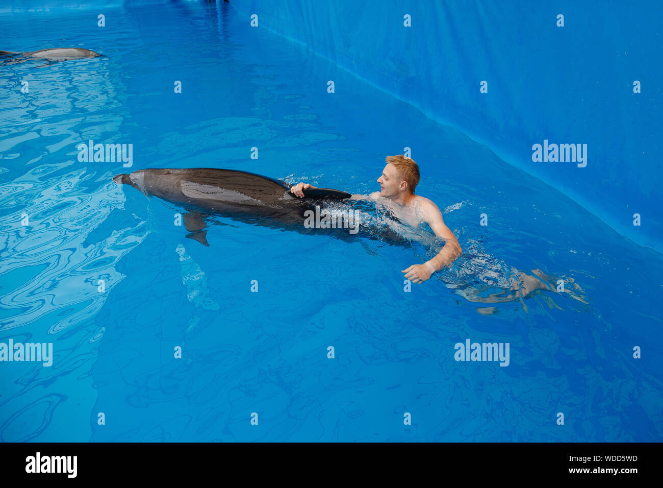 happy man swim with dolphin in dolphinarium Stock Photo - Alamy