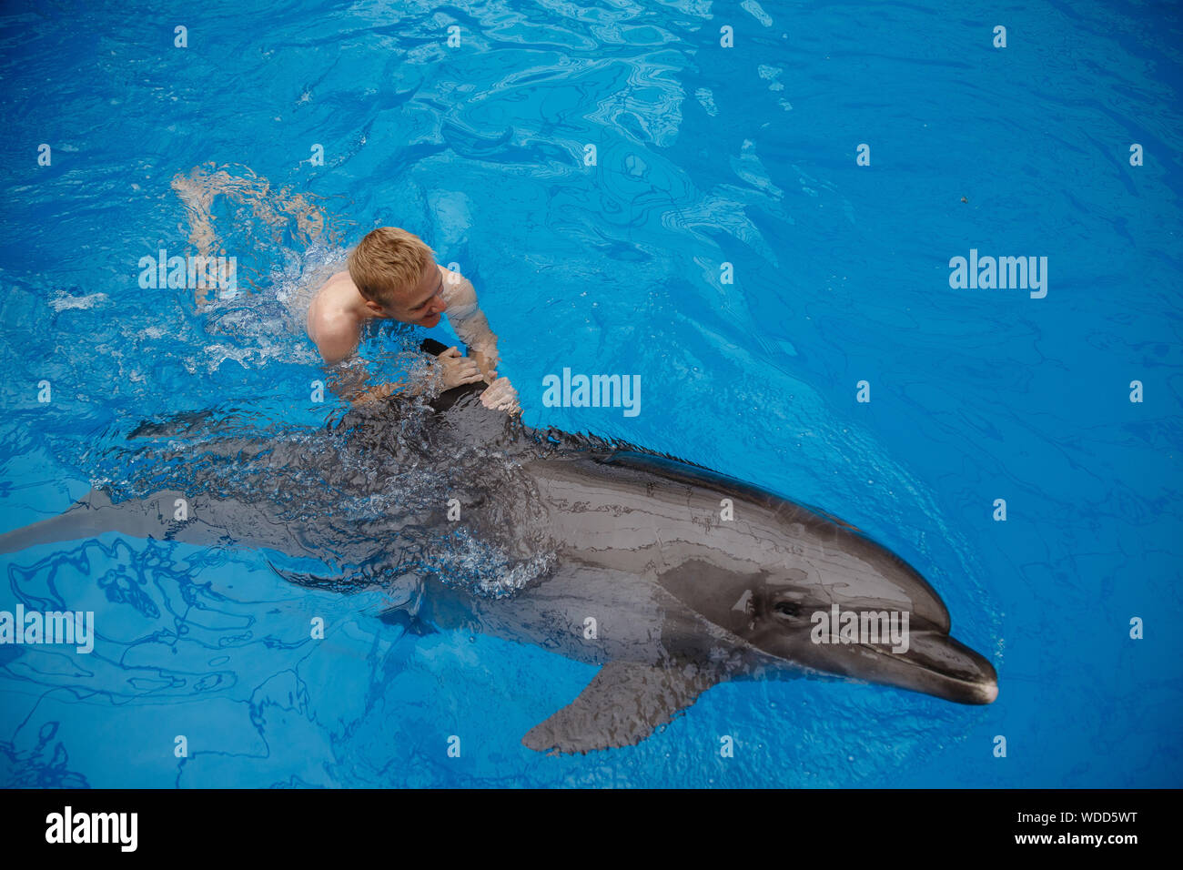 happy man swim with dolphin in dolphinarium Stock Photo - Alamy