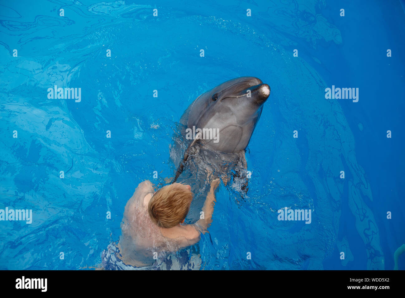 happy man swim with dolphin in dolphinarium Stock Photo - Alamy