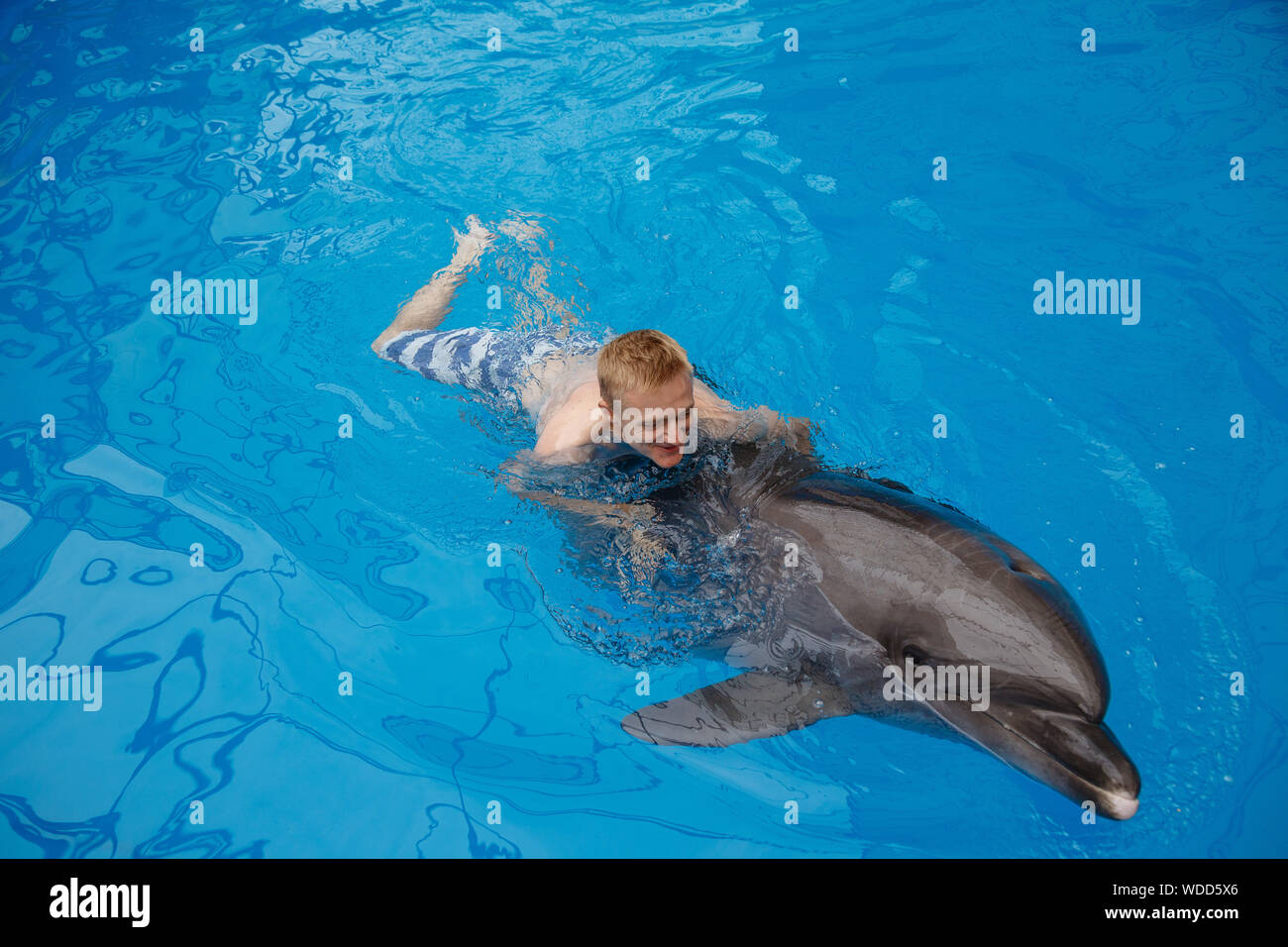 happy man swim with dolphin in dolphinarium Stock Photo - Alamy