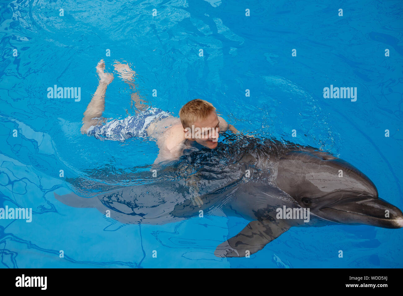 happy man swim with dolphin in dolphinarium Stock Photo - Alamy
