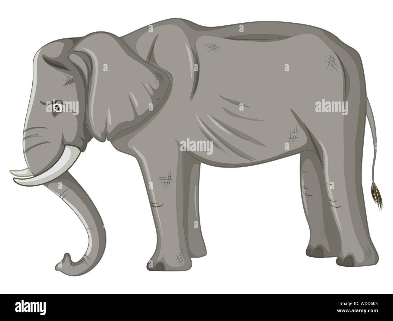 Skinny elephant on white background illustration Stock Vector Image ...