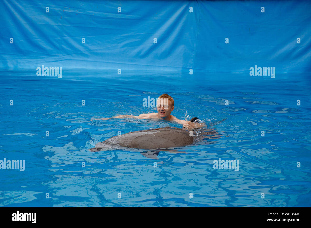 happy man swim with dolphin in dolphinarium Stock Photo - Alamy