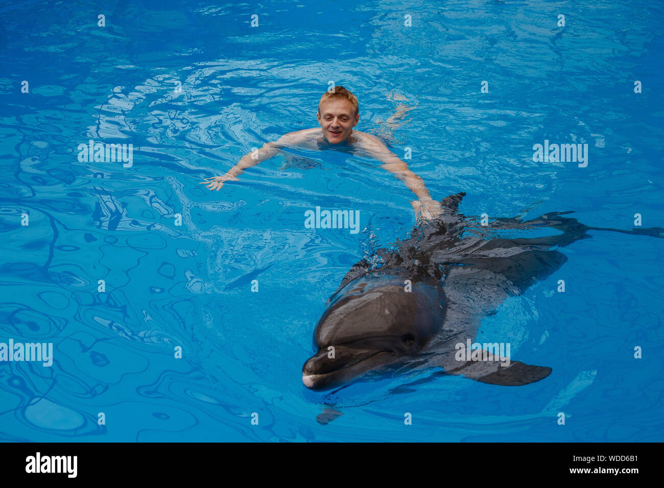 happy man swim with dolphin in dolphinarium Stock Photo - Alamy