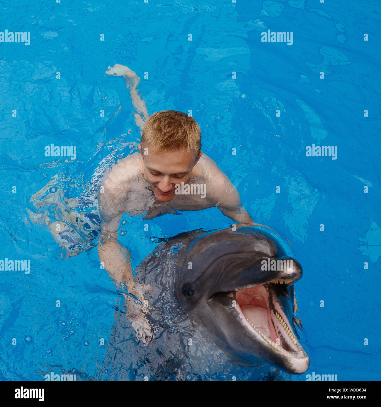 happy man swim with dolphin in dolphinarium Stock Photo - Alamy