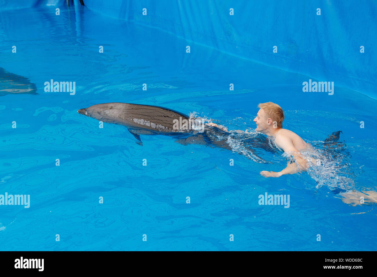 happy man swim with dolphin in dolphinarium Stock Photo - Alamy