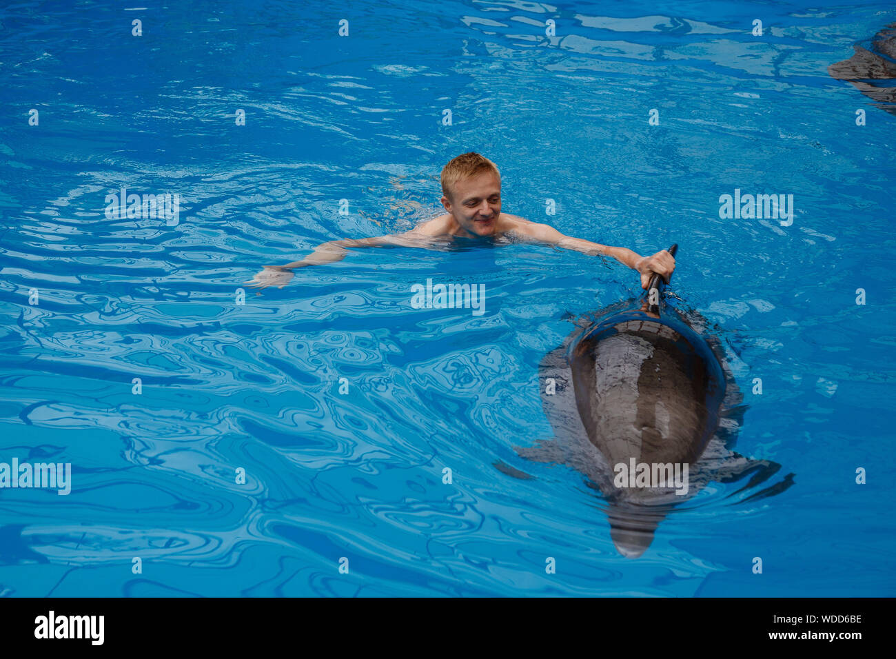 happy man swim with dolphin in dolphinarium Stock Photo - Alamy