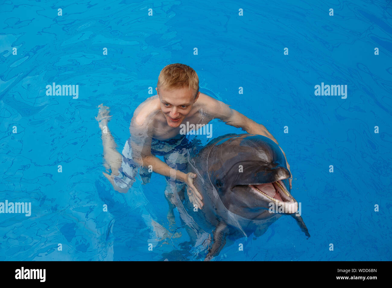happy man swim with dolphin in dolphinarium Stock Photo - Alamy