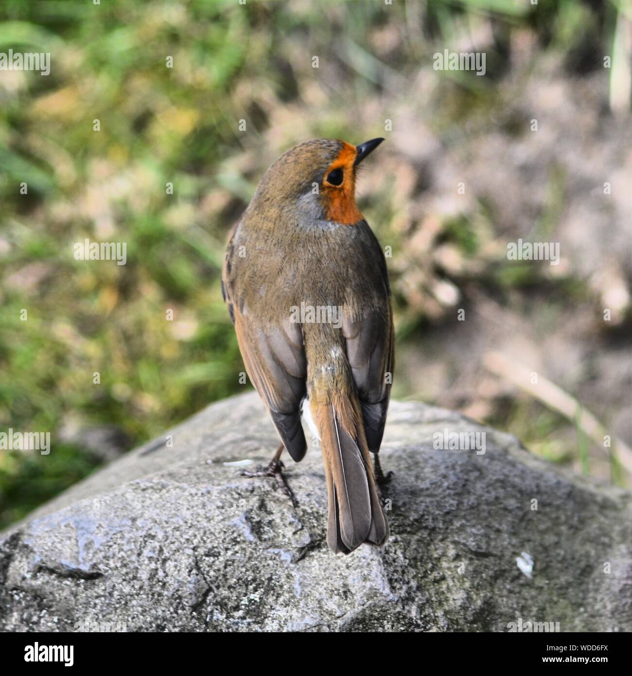 Robin Rear View High Resolution Stock Photography and Images - Alamy