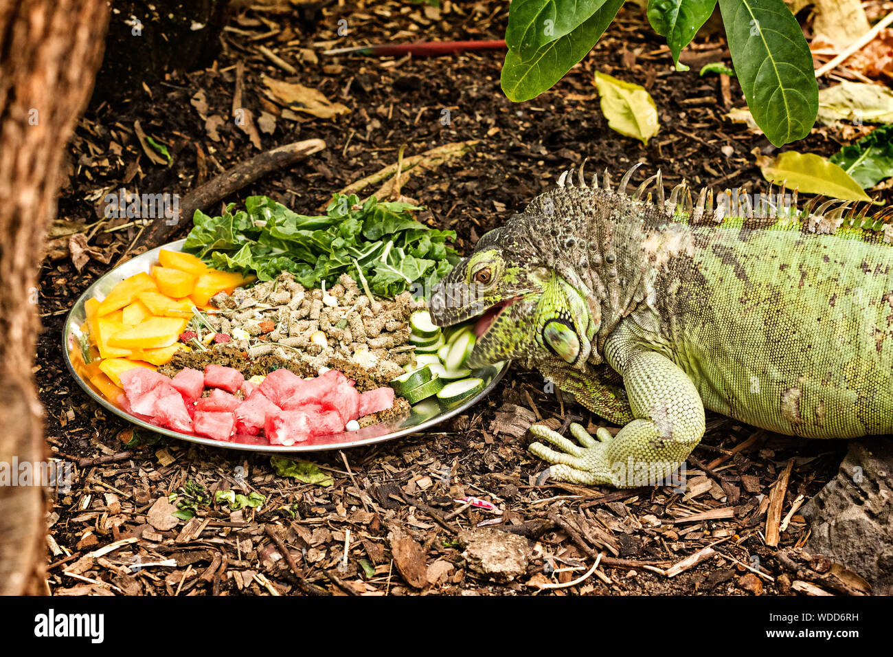 Iguana eating hi-res stock photography and images - Alamy