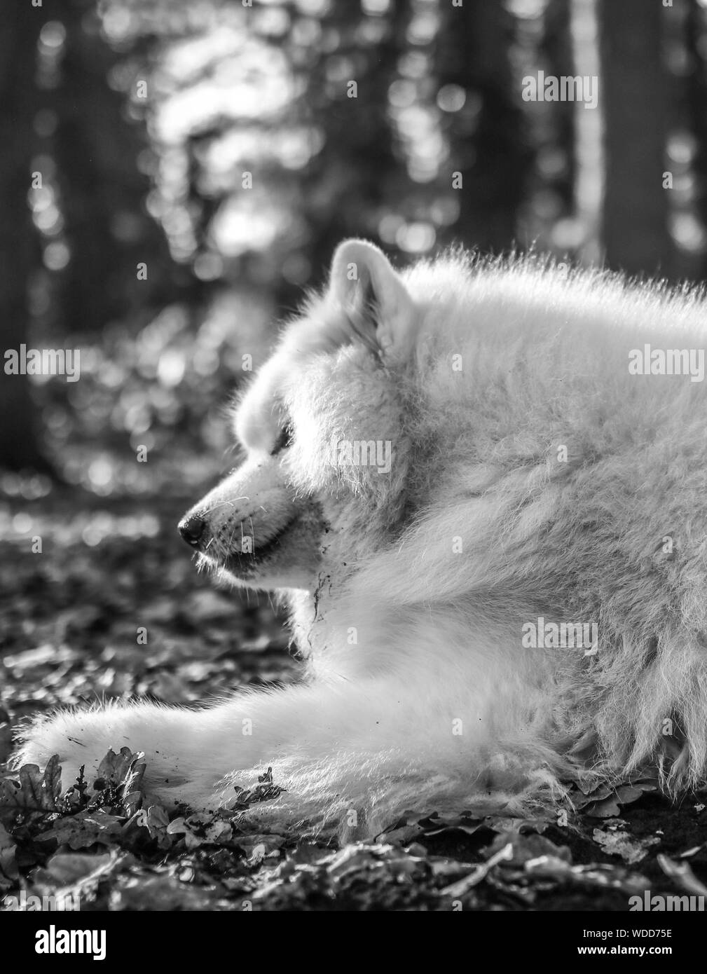 Samoyed side hi-res stock photography and images - Alamy