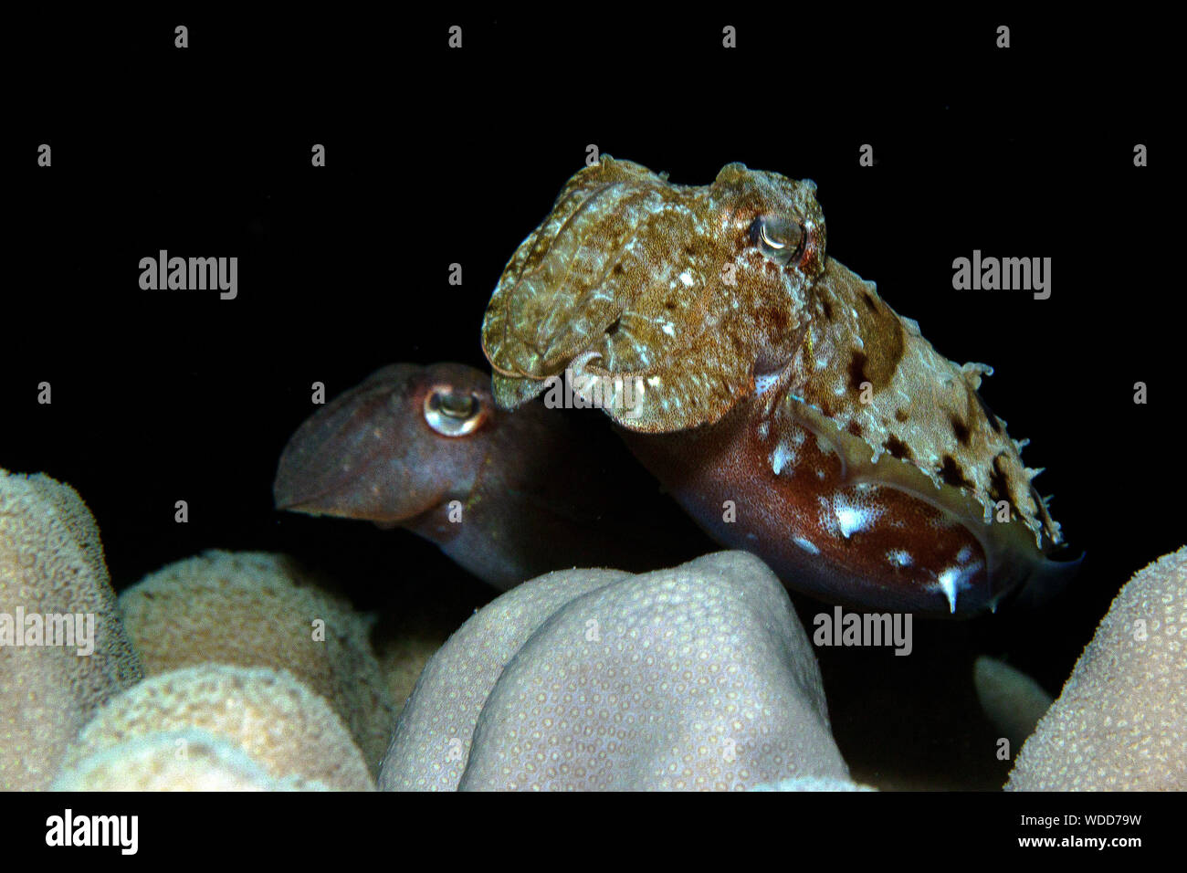 Cuttlefish swimming hi-res stock photography and images - Alamy