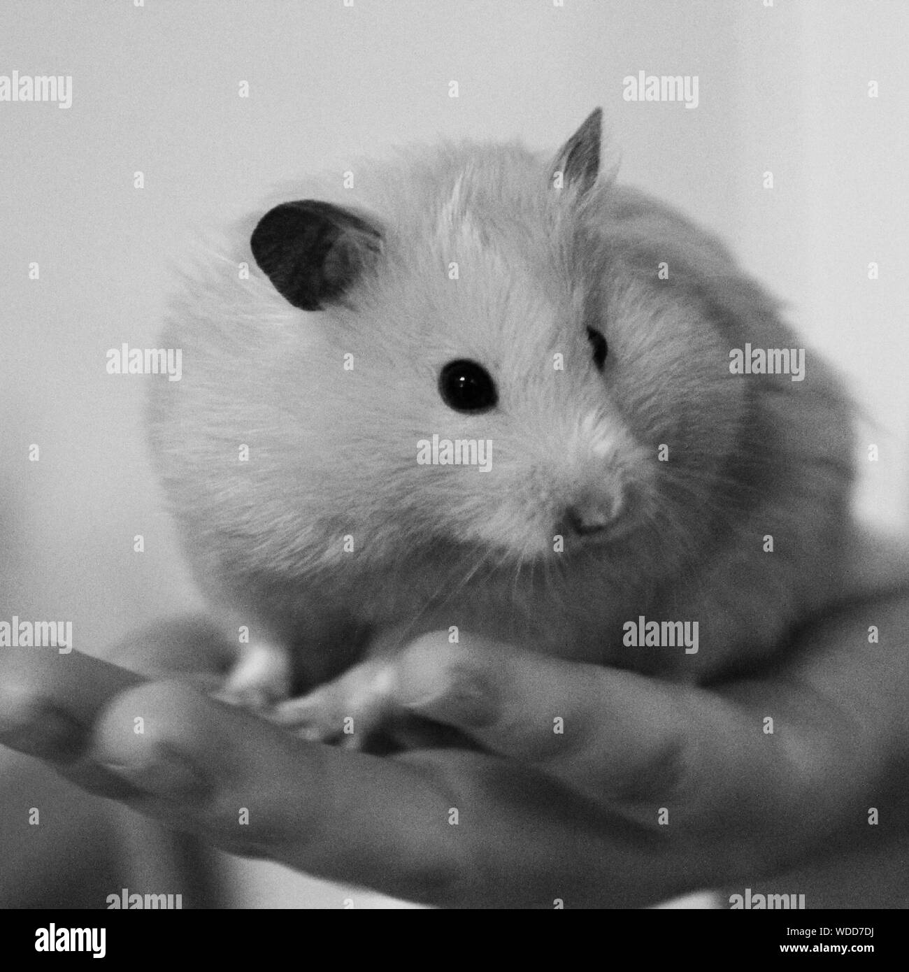 Hand holding hamster hi-res stock photography and images - Alamy