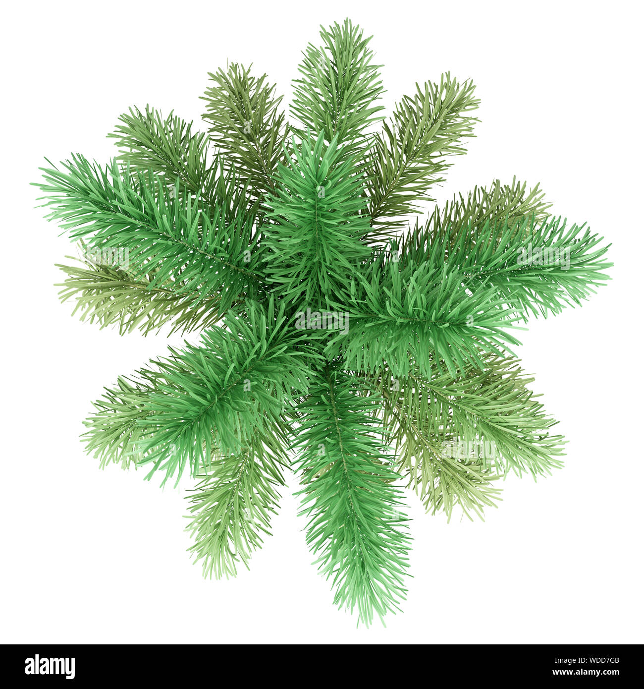 foxtail palm tree isolated on white background. top view. 3d ...